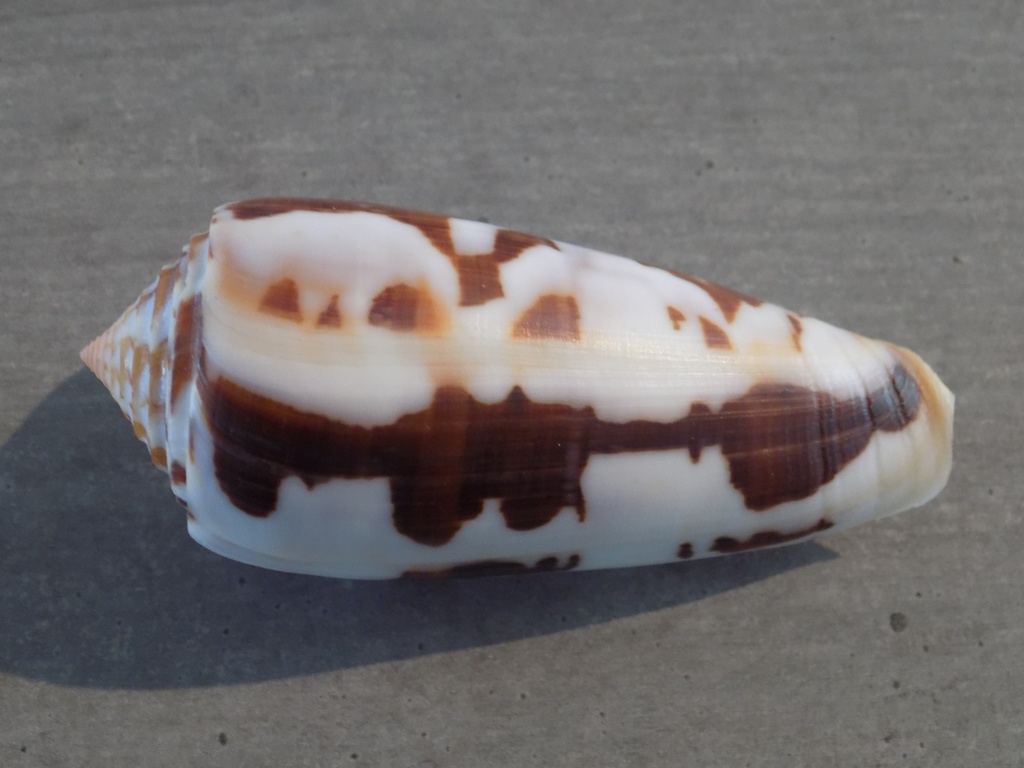 CONIDAE PIONOCONUS GUBERNATOR | Nautilus 2